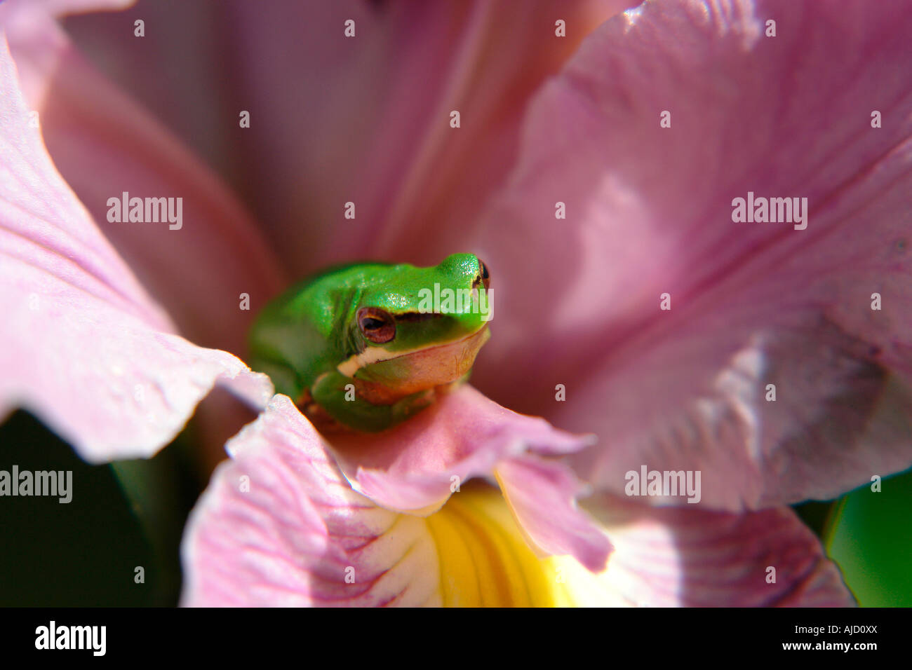Eastern dwarf tree frog hi-res stock photography and images - Alamy