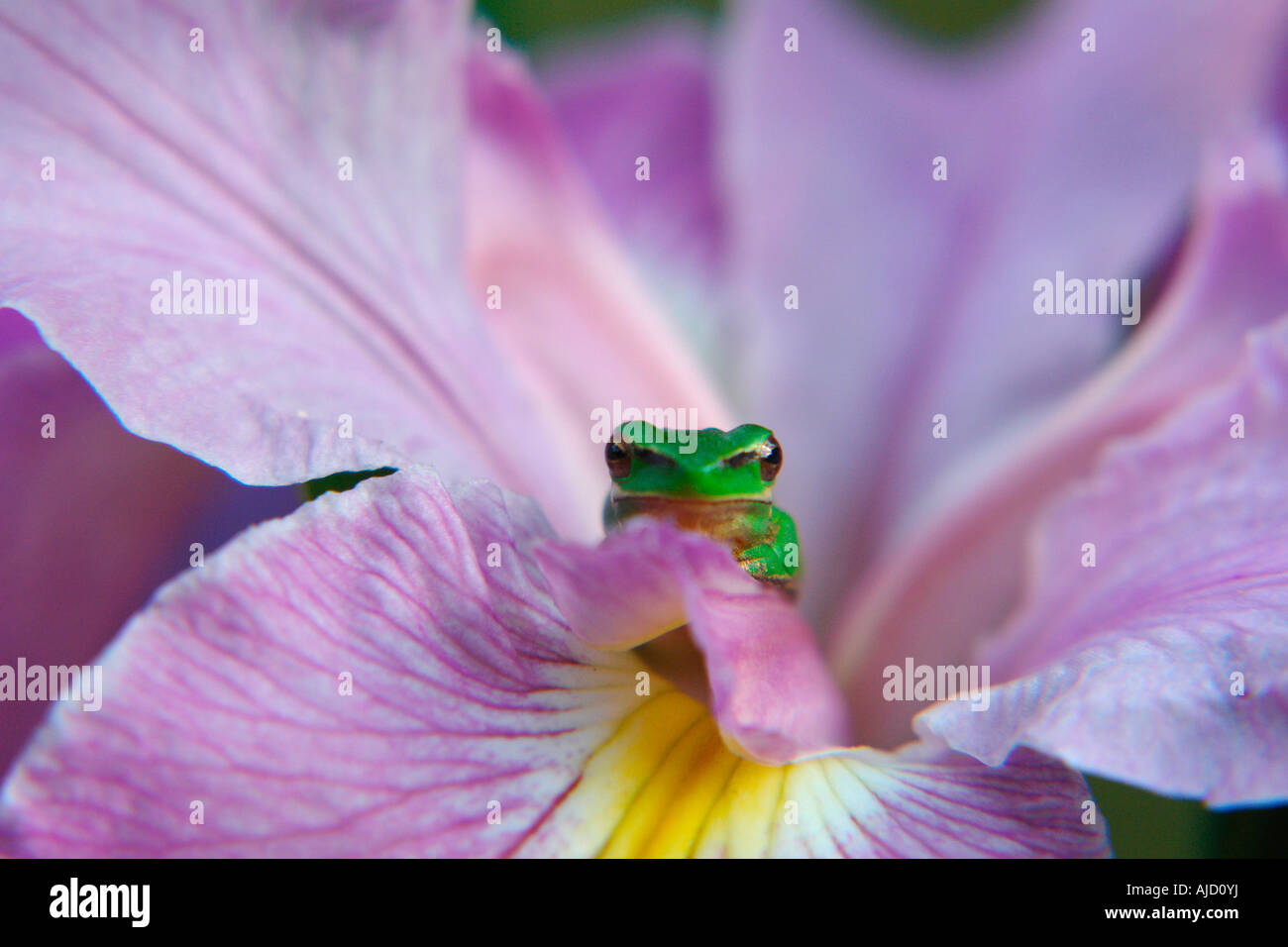 Petal tree frog dwarf hi-res stock photography and images - Alamy