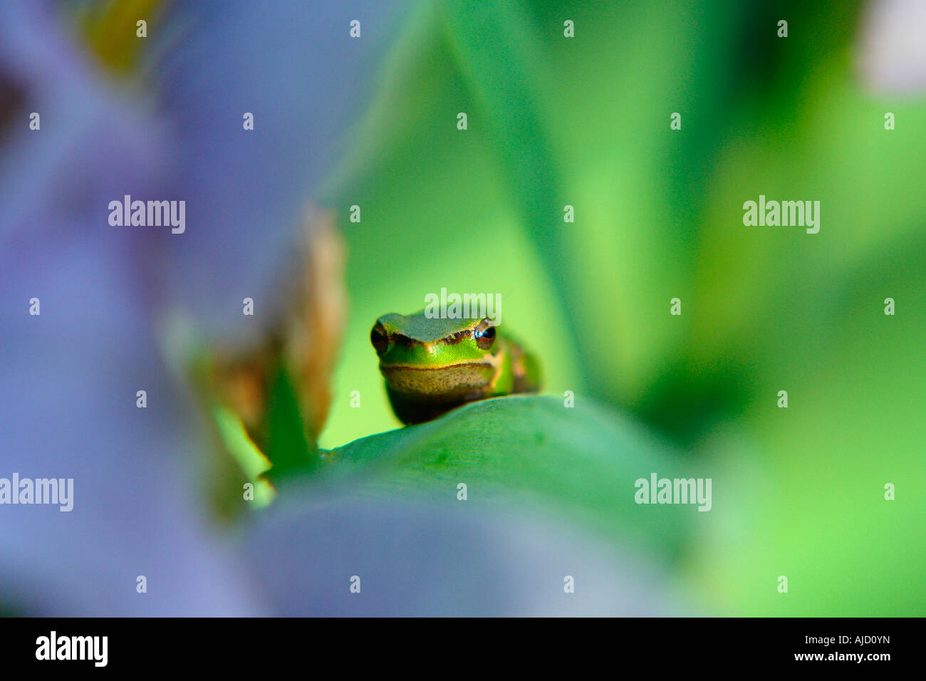 Australian dwarf green treefrog tree frog hi-res stock photography and ...