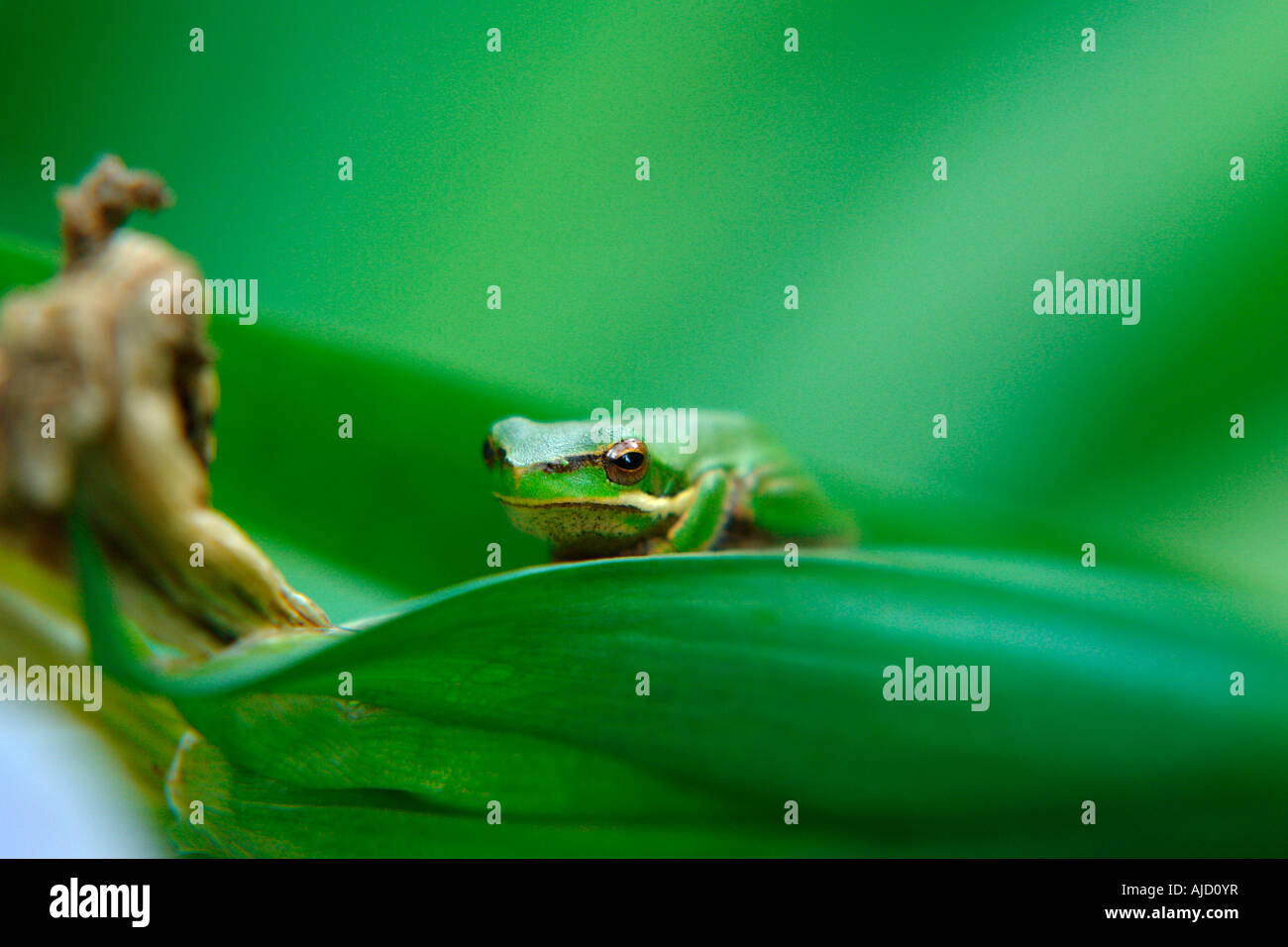 single eastern dwarf tree frog sitting on an iris stem Stock Photo - Alamy