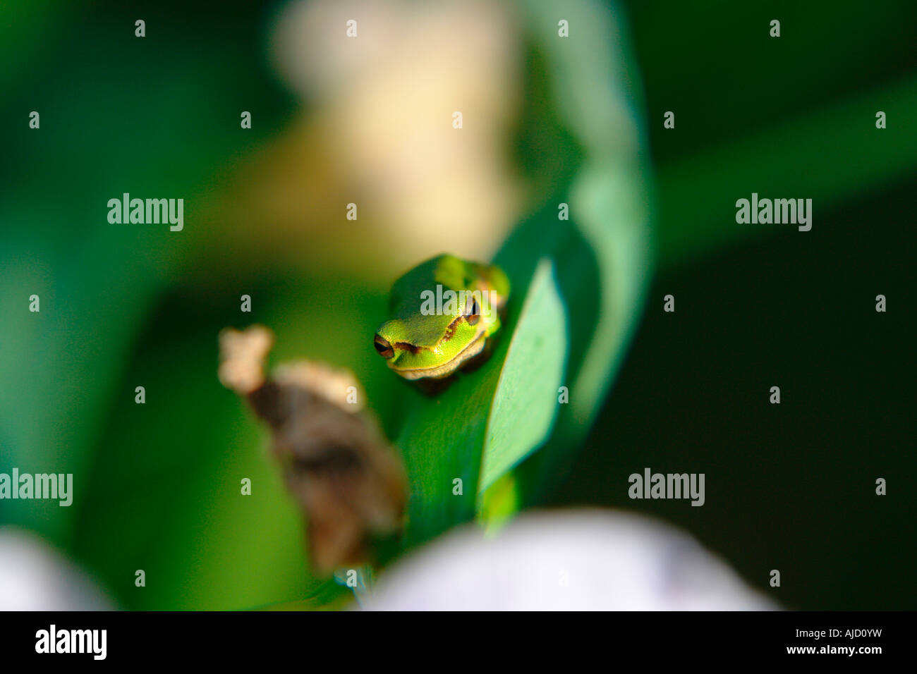 single eastern dwarf tree frog sitting on an iris stem Stock Photo - Alamy
