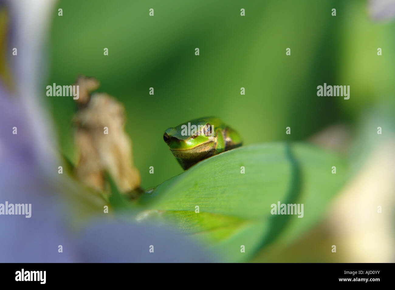 single eastern dwarf tree frog sitting on an iris stem Stock Photo - Alamy