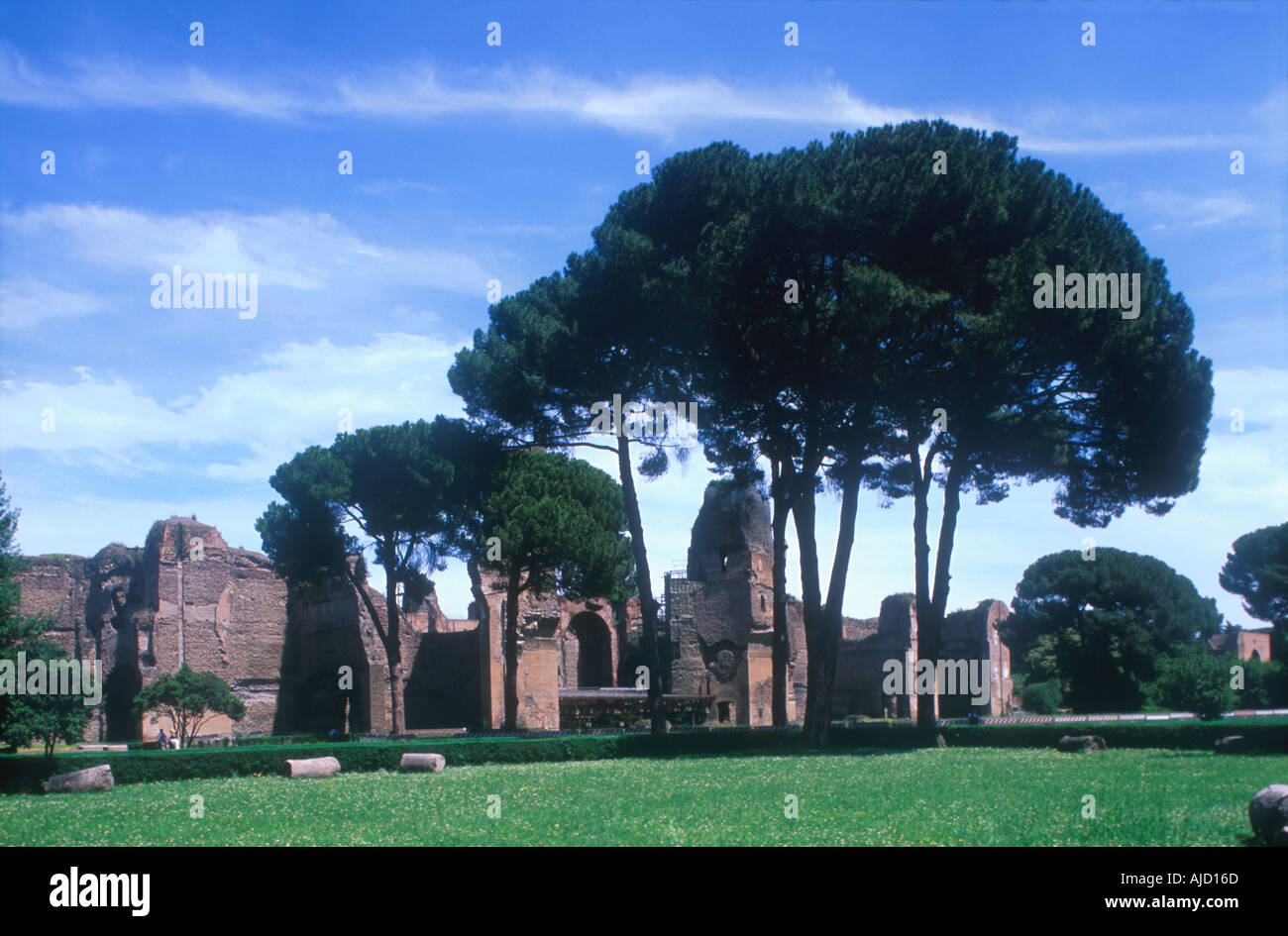 Rome Italy Europe Caracalla Baths a pine tree Stock Photo - Alamy