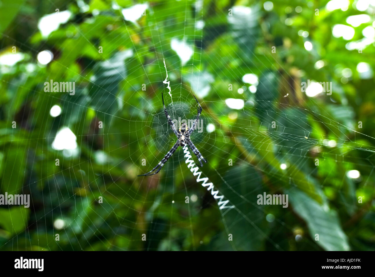 Spider coffee hi-res stock photography and images - Alamy