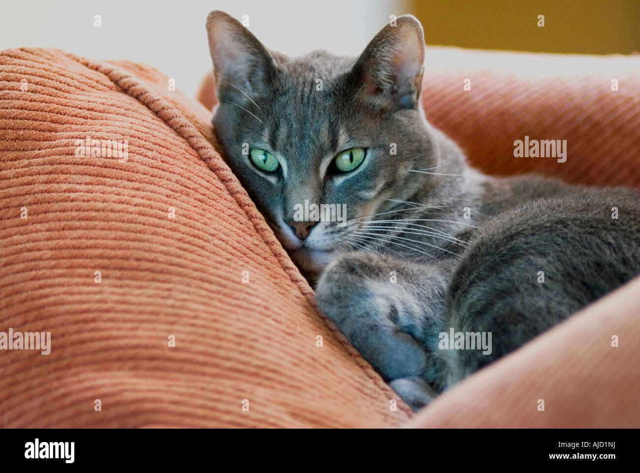 A Cat named Izzy Stock Photo - Alamy