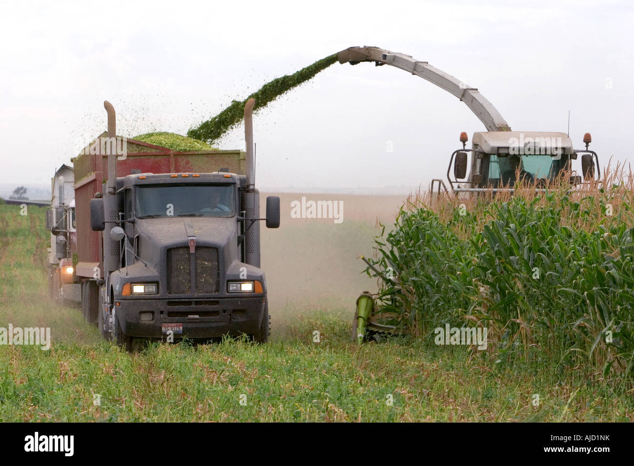 Silage Corn Harvest In Twin Falls County Idaho Stock Photo Alamy
