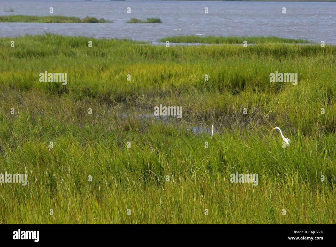 Salt marsh estuary georgia hi-res stock photography and images - Alamy