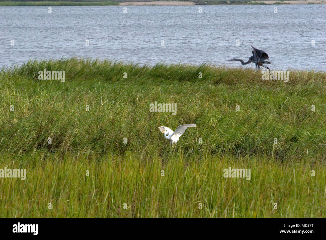 Salt marsh estuary georgia hi-res stock photography and images - Alamy