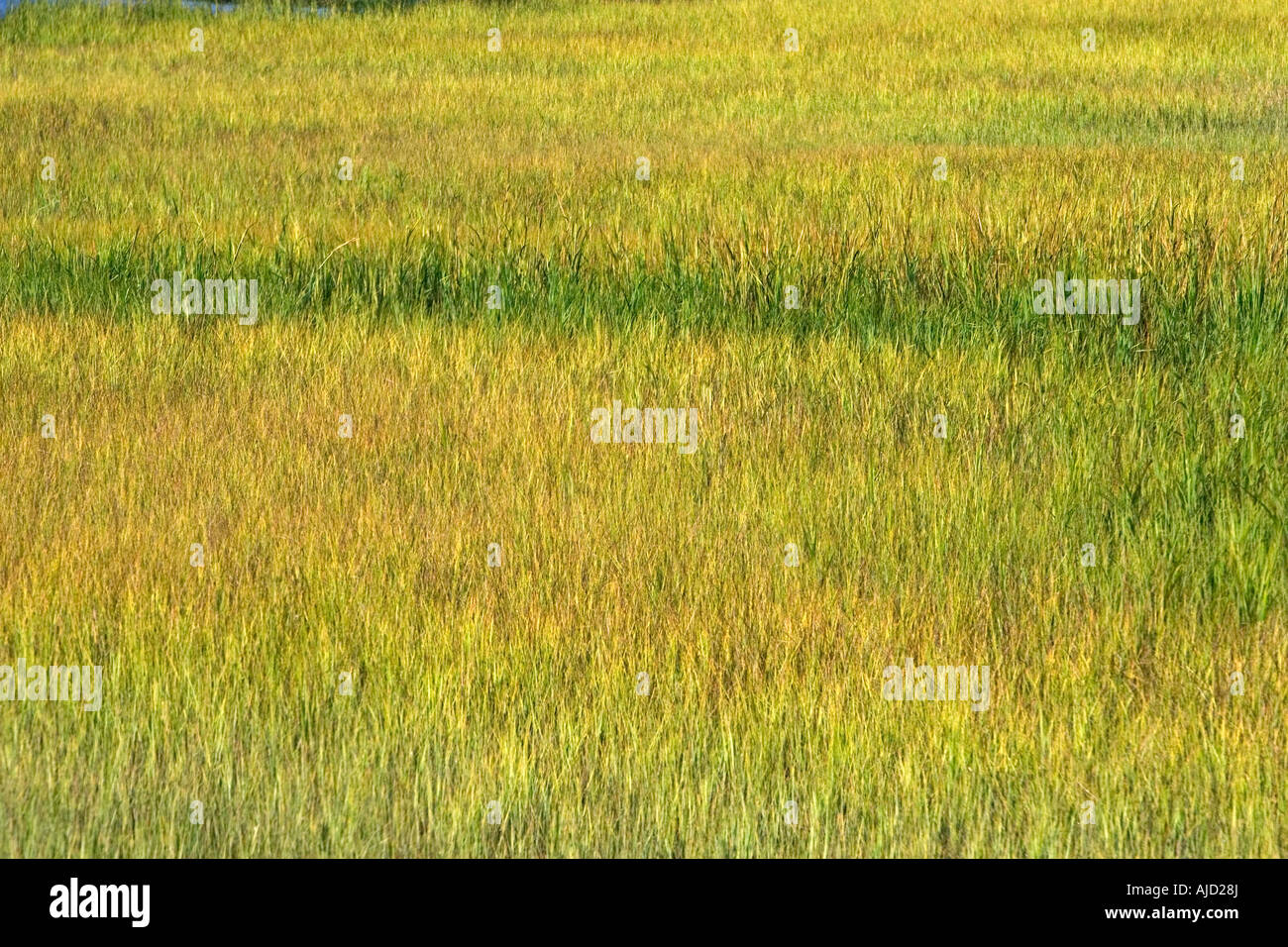 Salt marsh estuary georgia hi-res stock photography and images - Alamy