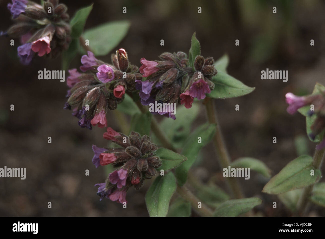 Red pulmonaria hi-res stock photography and images - Alamy