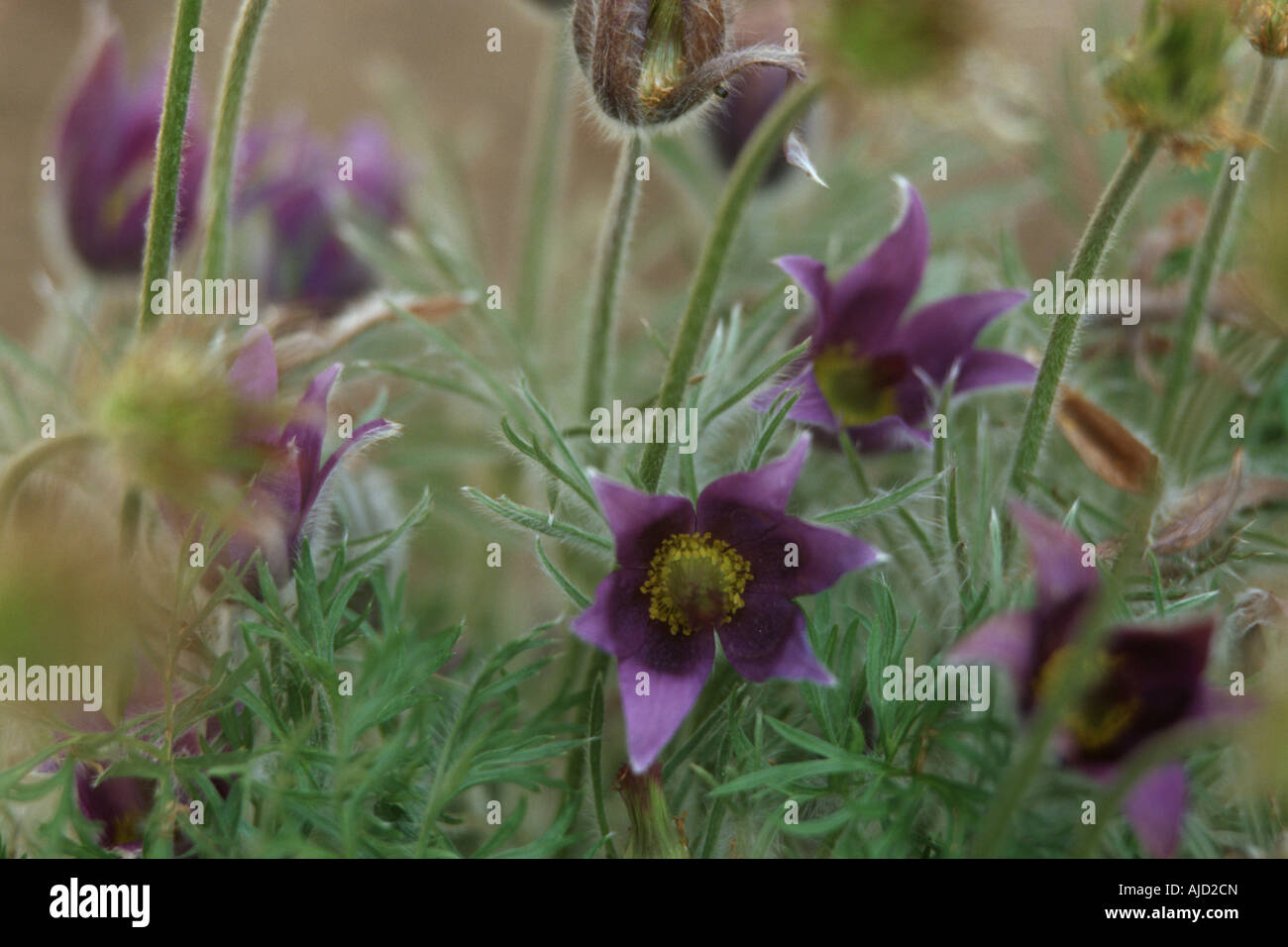 Pasque flower pulsatilla slavica hi-res stock photography and images ...