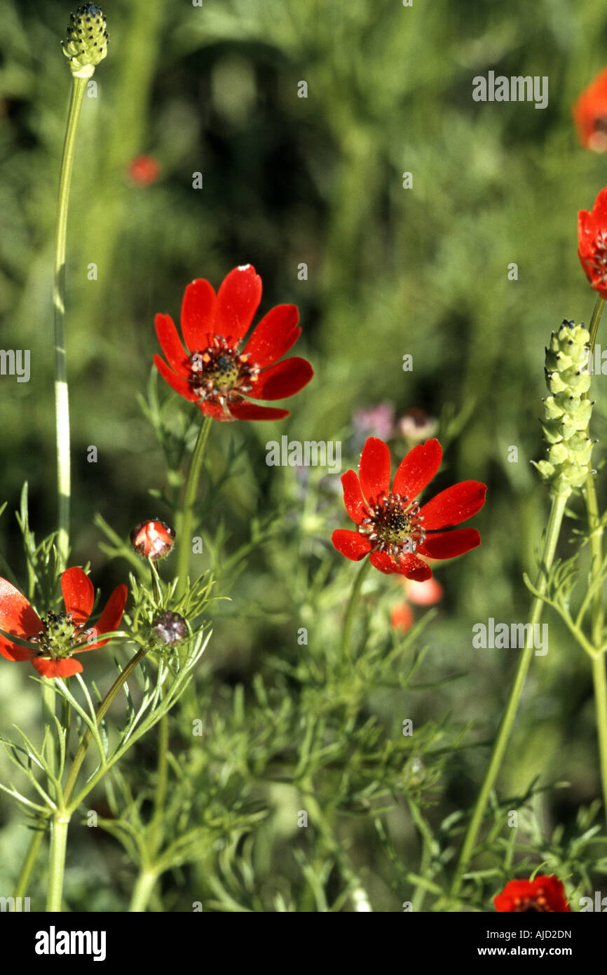 pheasant's eye, false hellebore (Adonis annua, Adonis autumnalis ...