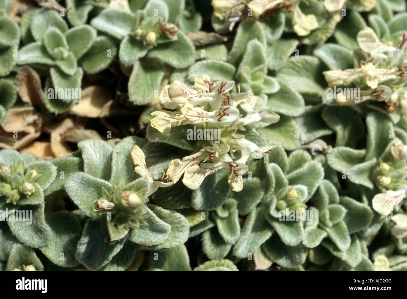 Stachys spreitzenhoferi hi-res stock photography and images - Alamy