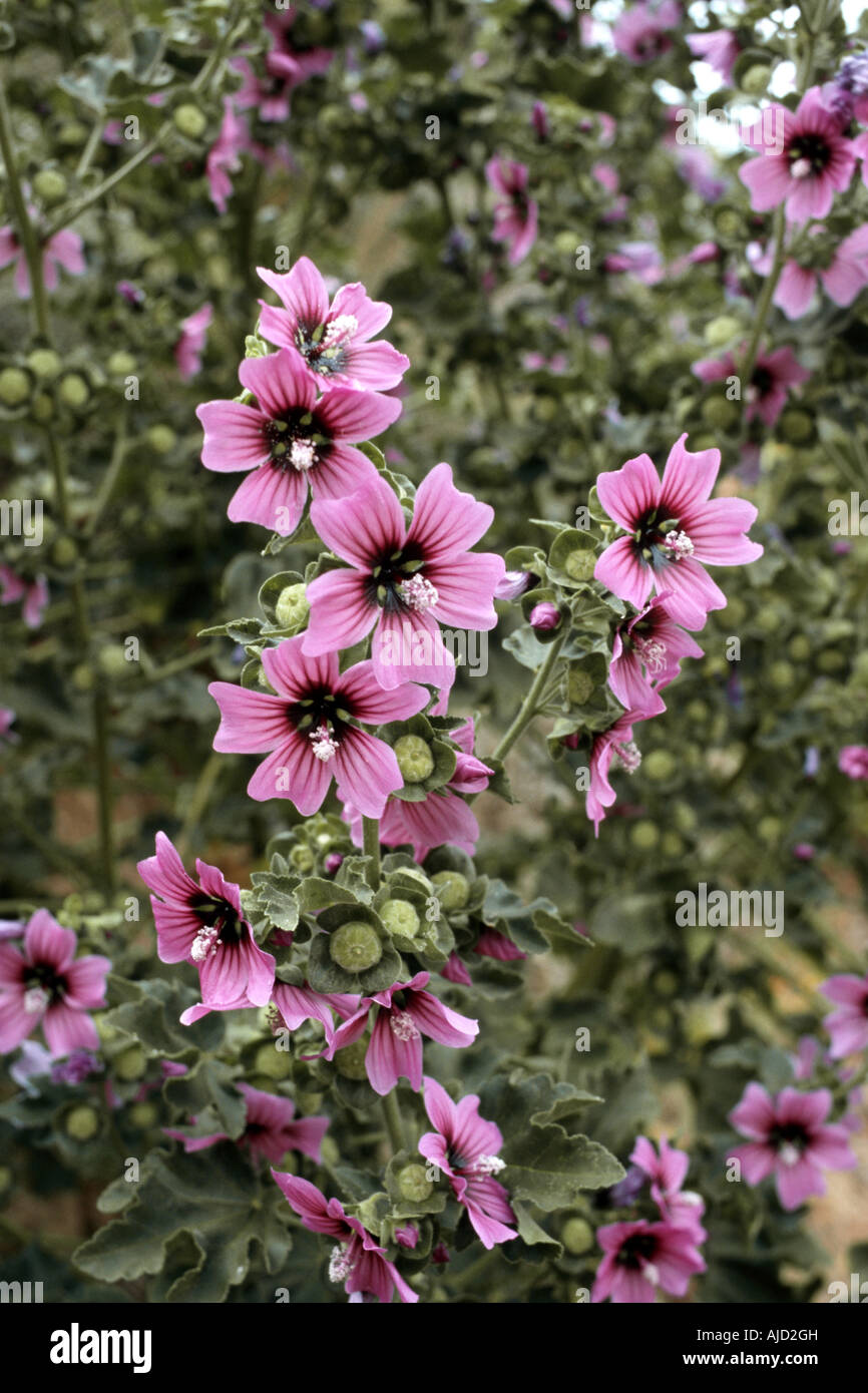 Tree mallow tree sea mallow lavatera hi-res stock photography and ...