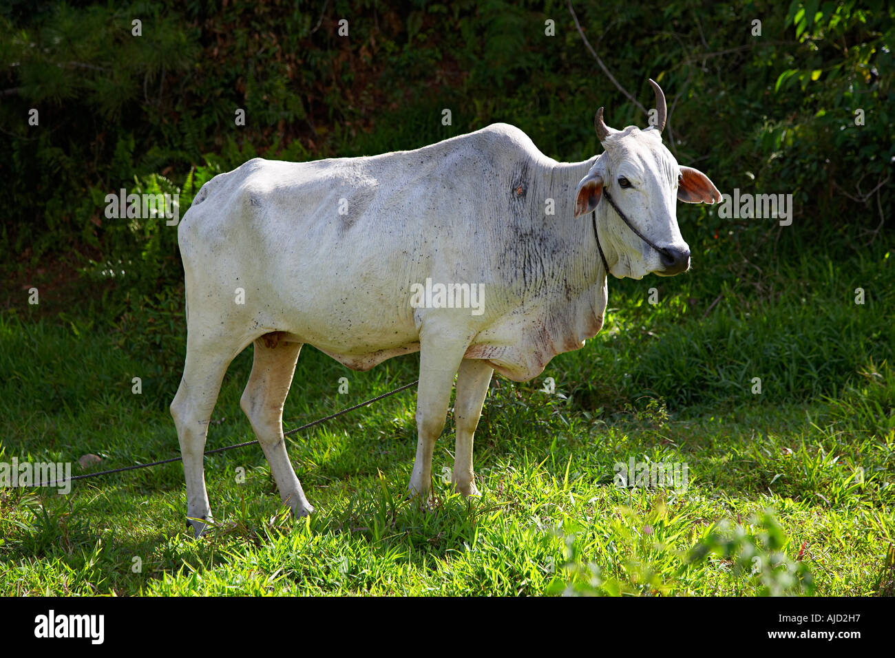 White Cow Sulawesi, Indonesia Stock Photo - Alamy