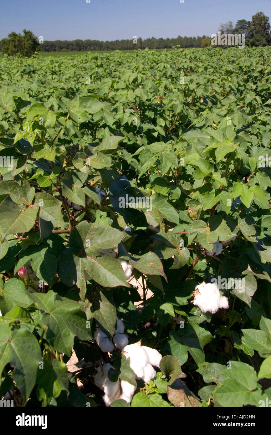 Georgia farm farming agriculture hi-res stock photography and images ...