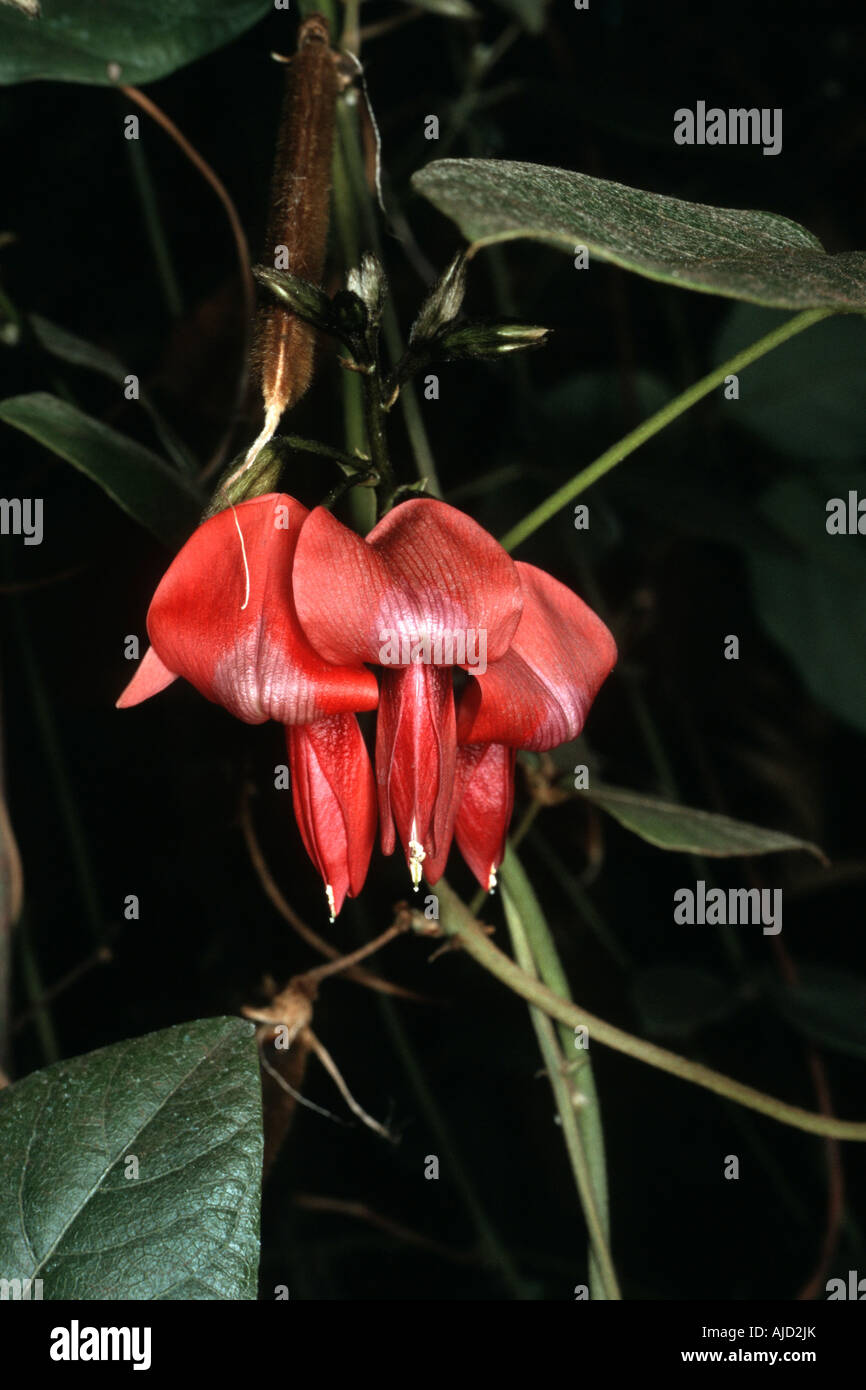 Kennedia rubicunda (Kennedia rubicunda), flowers Stock Photo - Alamy