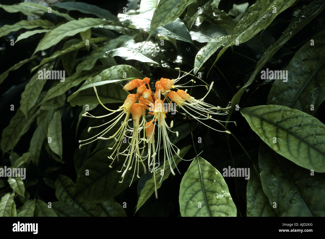 Steriphoma paradoxum (Steriphoma paradoxum), blooming Stock Photo - Alamy