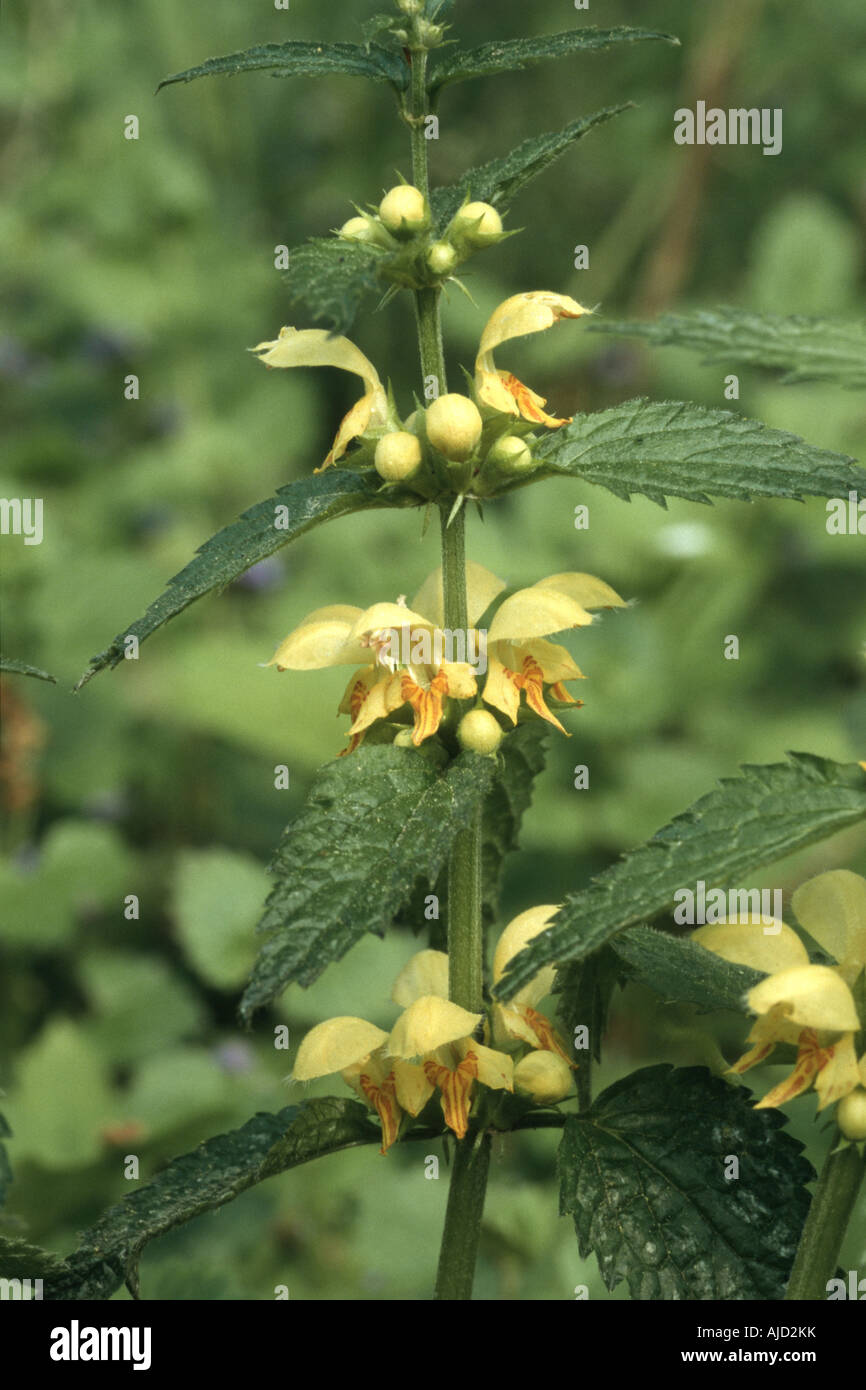 Yellow dead-nettle (Lamium galeobdolon agg, Galeobdolon luteum agg ...