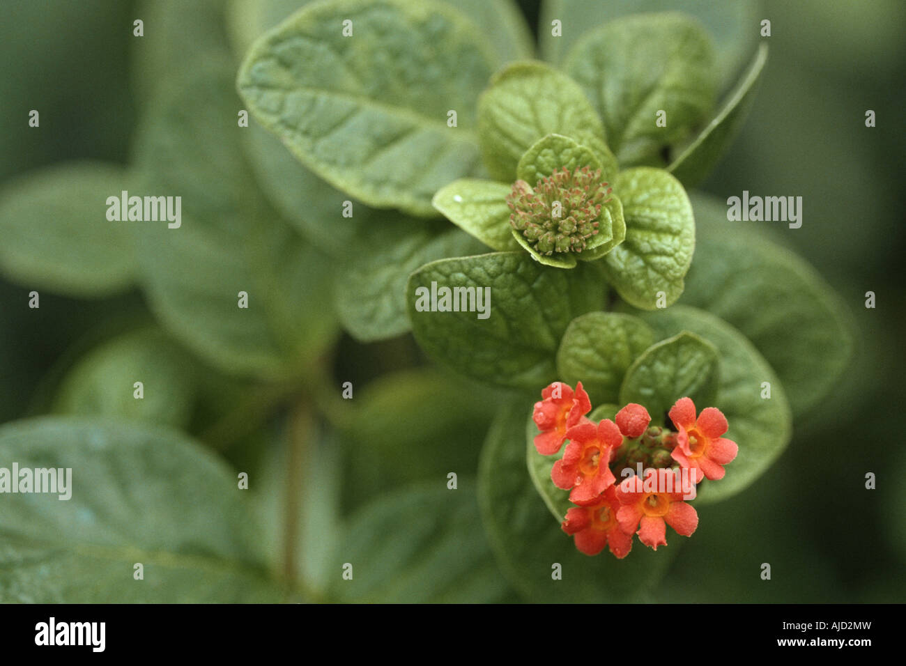 Fragrant Panama rose (Rondeletia ororata), blooming Stock Photo - Alamy