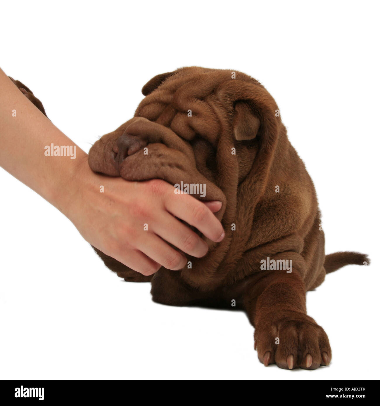 Shar Pei, Chinese Shar-Pei (Canis lupus f. familiaris), chewing an arm ...