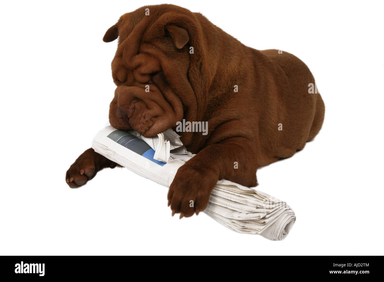 Shar Pei, Chinese Shar-Pei (Canis lupus f. familiaris), chewing a ...