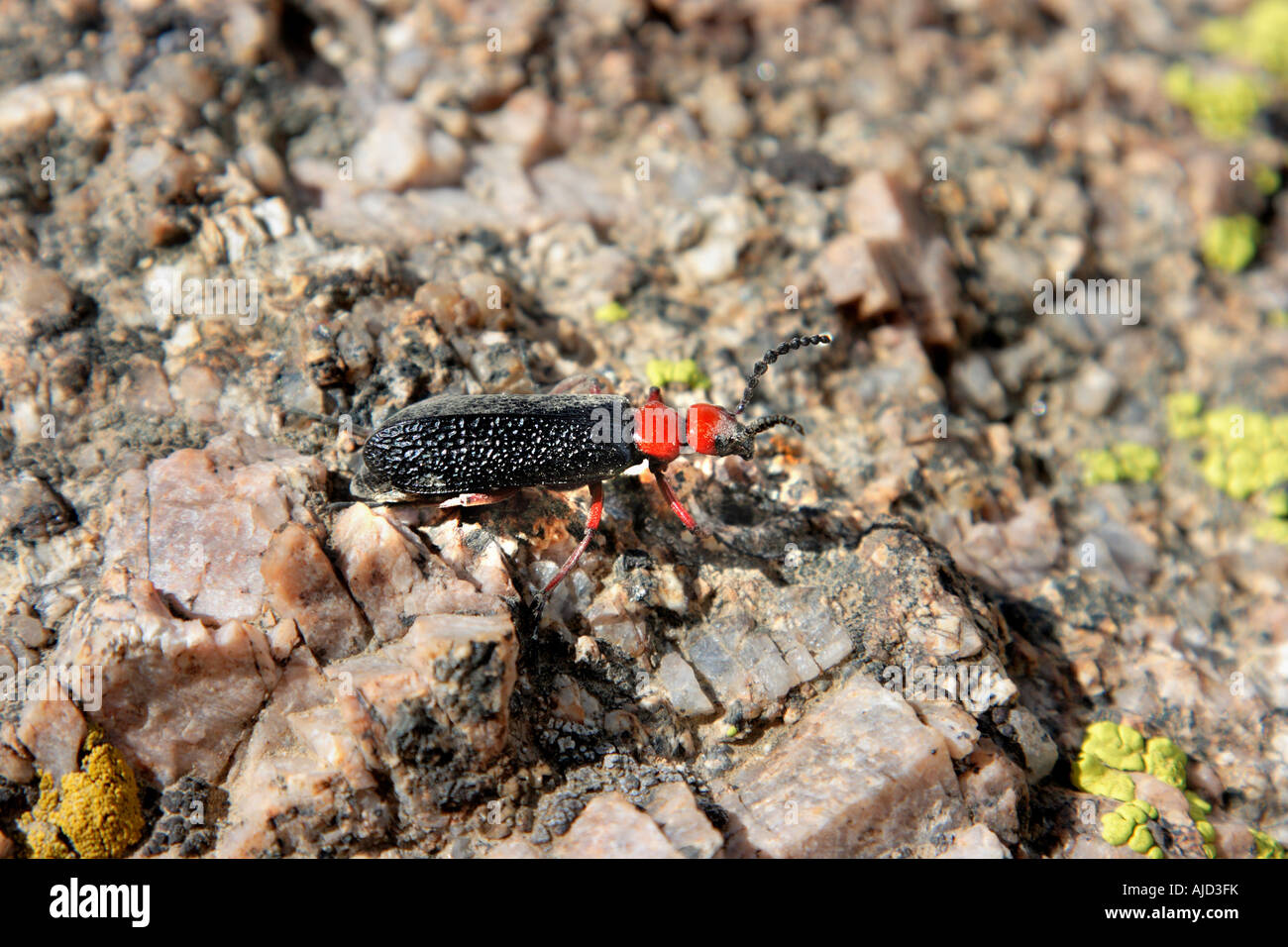 Arizona Blister Beetle (Lytta magister), in its' biotop at Pinacle Peak ...