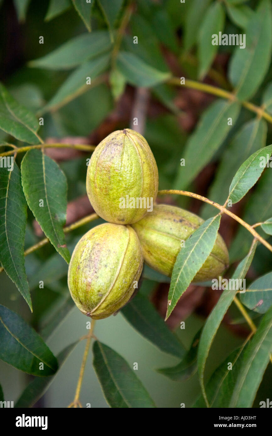 Pecans grow on the tree in Georgia Stock Photo - Alamy