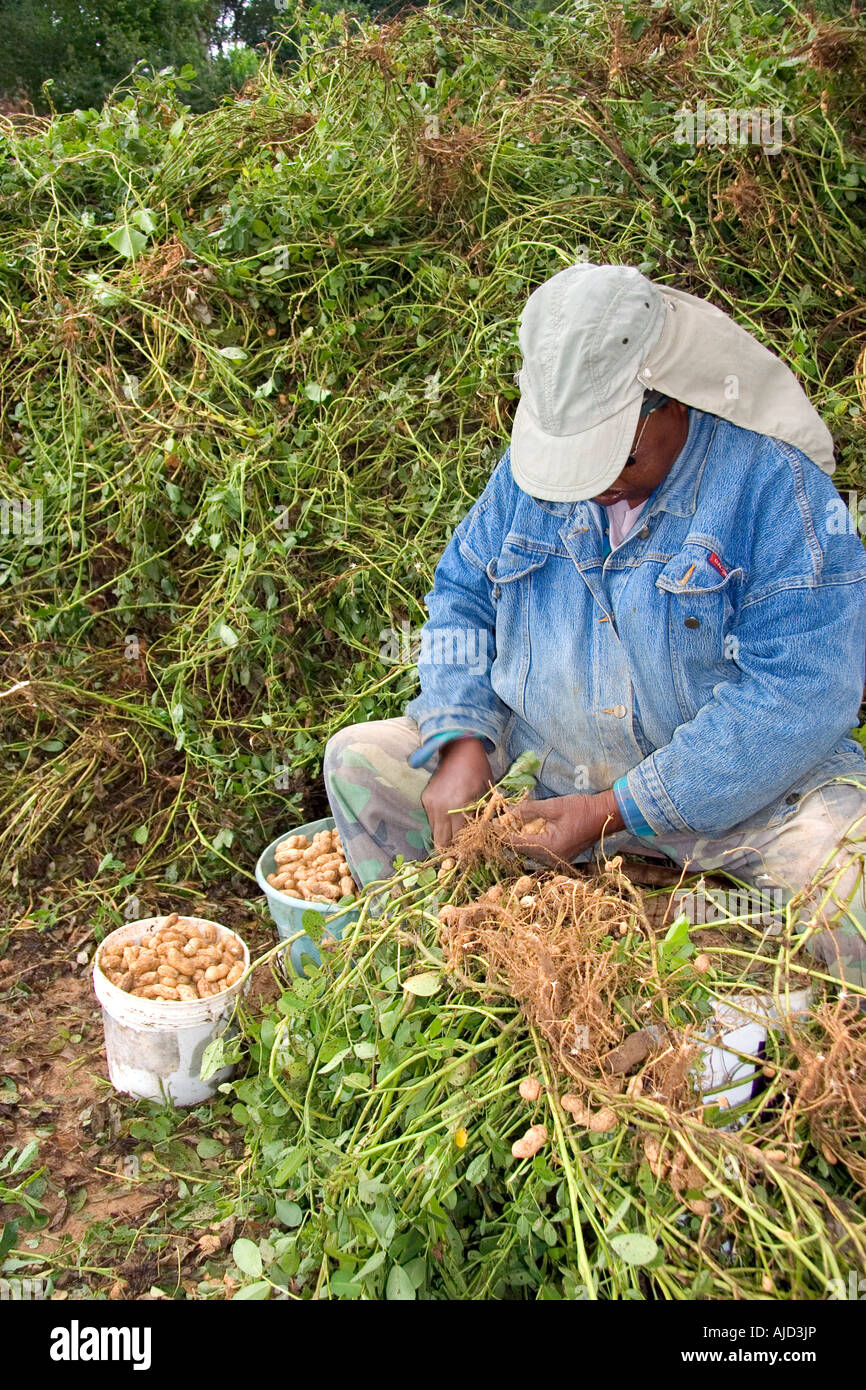 Worker pulling peanuts off of harvested plants near Albany Georgia ...