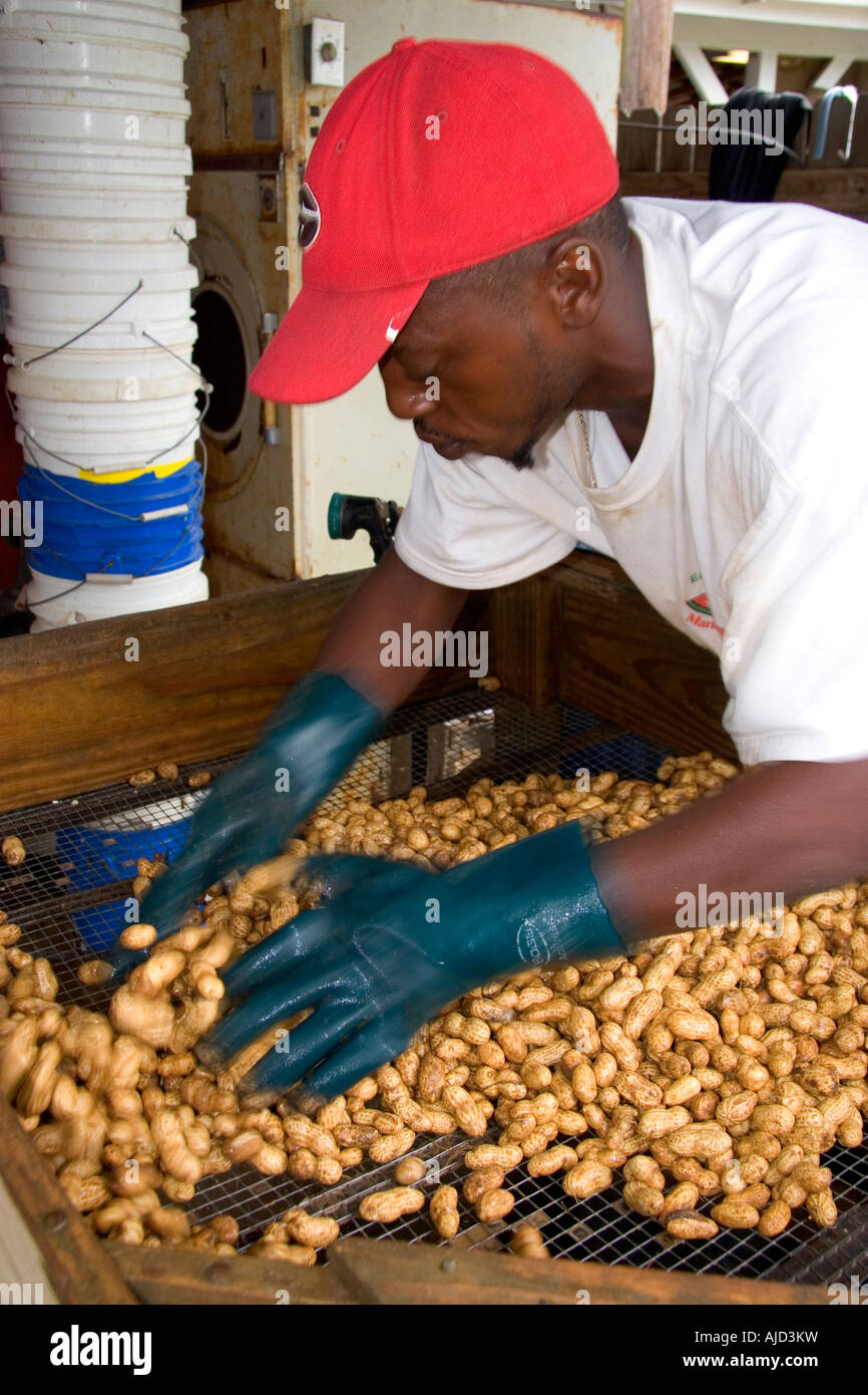 Worker sorting harvested peanuts near Albany Georgia Stock Photo - Alamy