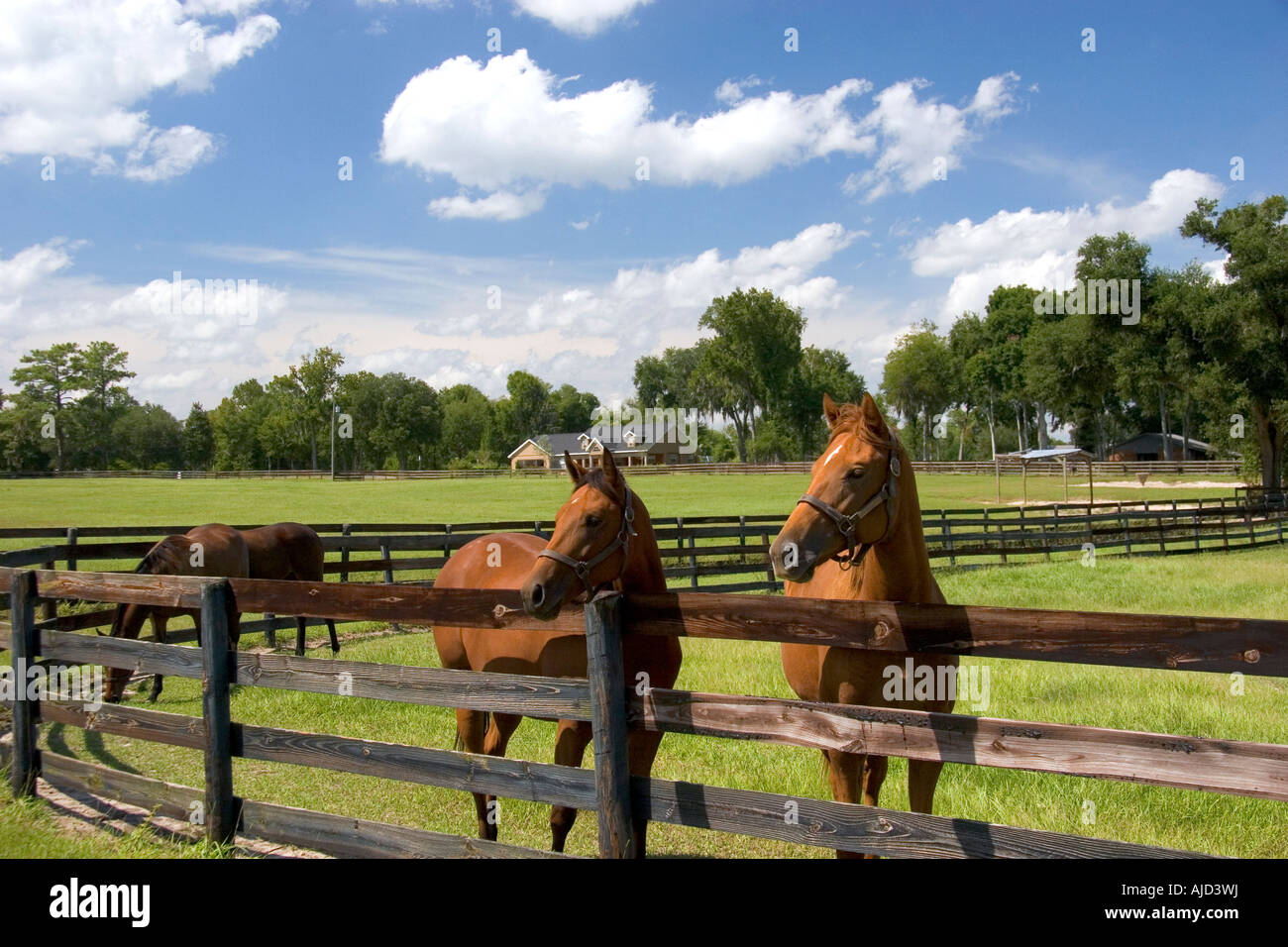 Thoroughbred horse farm in Marion County Florida Stock Photo - Alamy