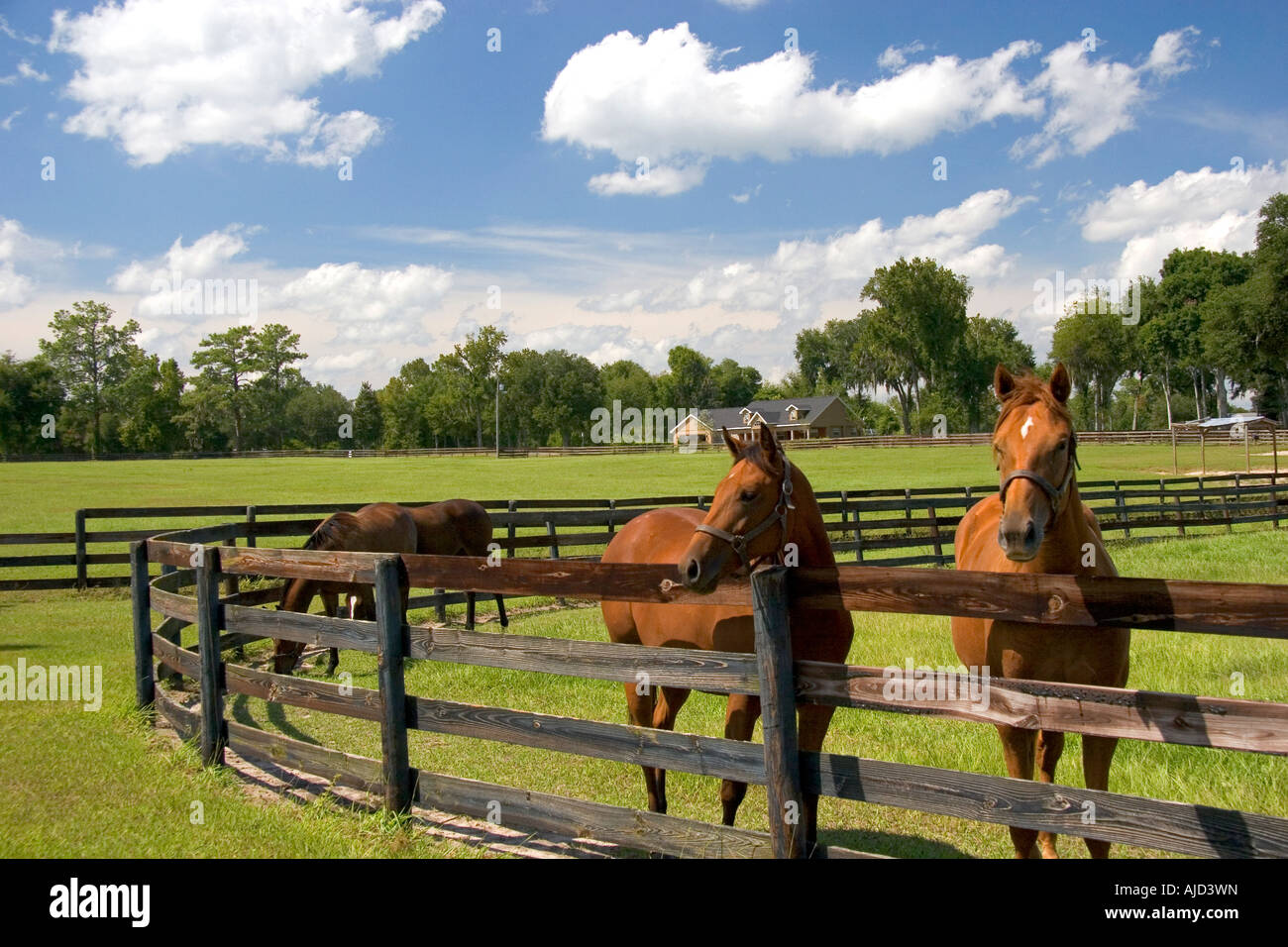 Thoroughbred horse farm in Marion County Florida Stock Photo - Alamy
