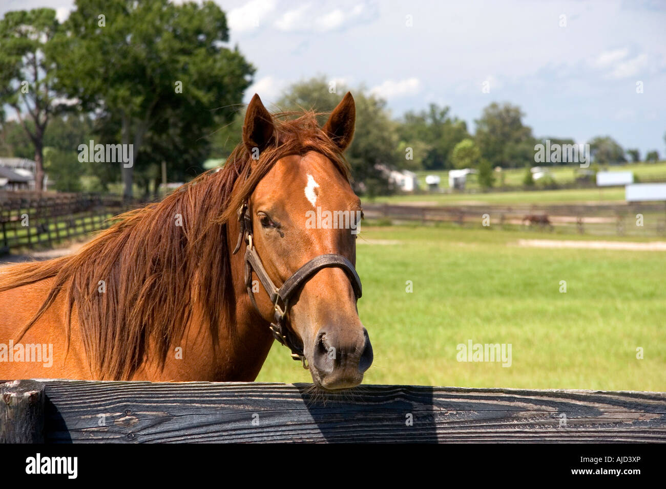 Thoroughbred horse farm in Marion County Florida Stock Photo - Alamy