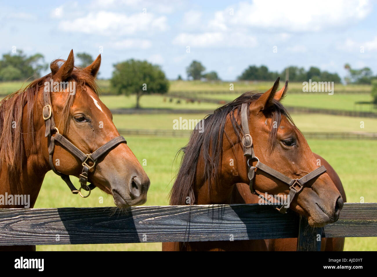 Thoroughbred horse farm in Marion County Florida Stock Photo - Alamy