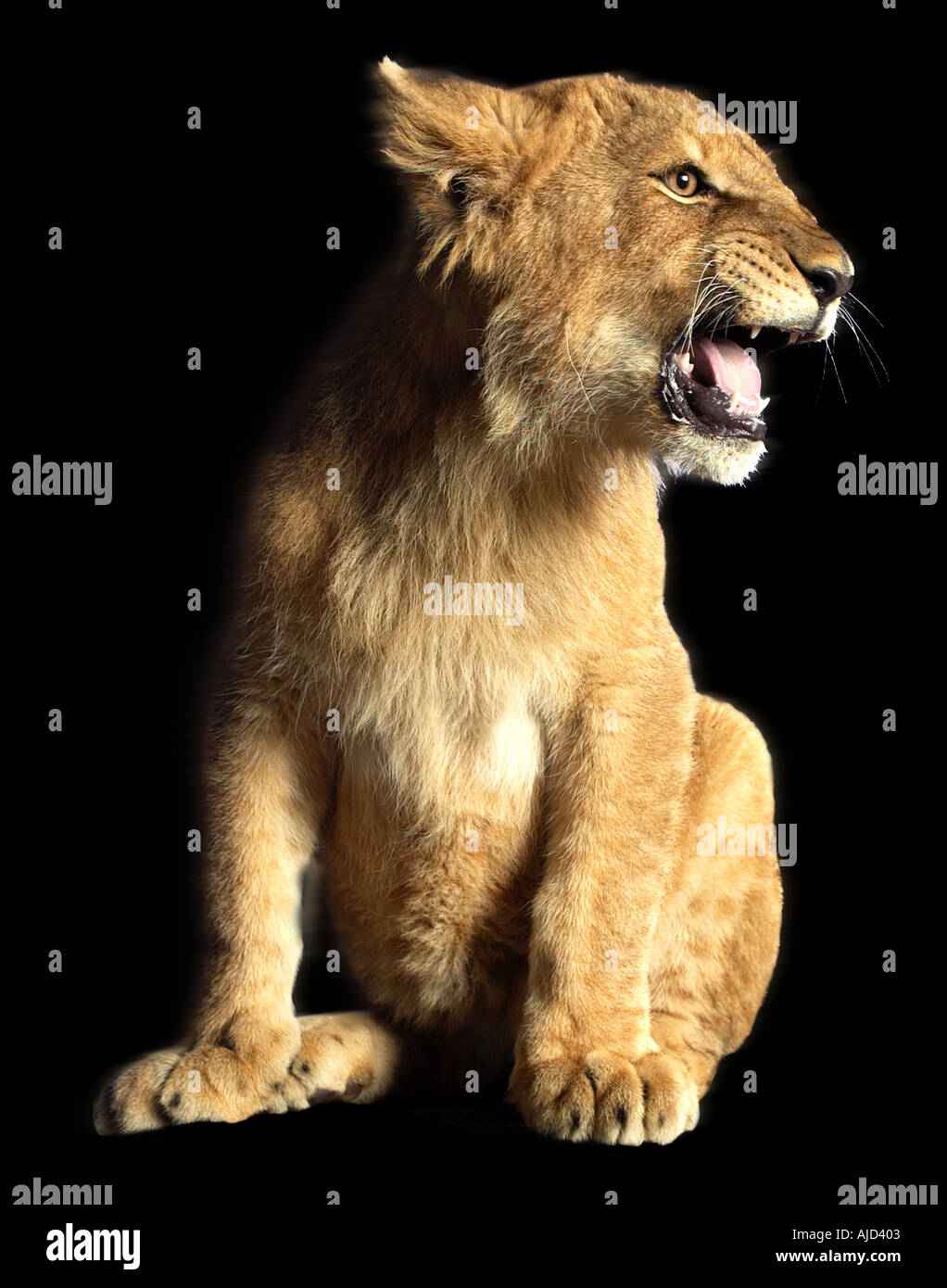 Lion different colour backgrounds available Stock Photo - Alamy