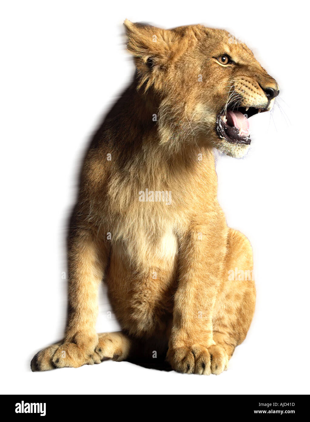 Lion different colour backgrounds available Stock Photo - Alamy