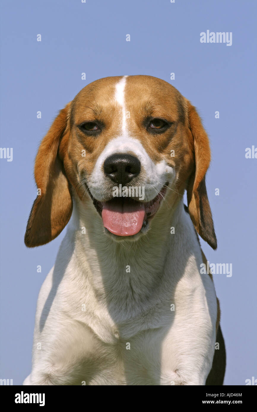 Beagle (Canis lupus f. familiaris), portrait Stock Photo - Alamy