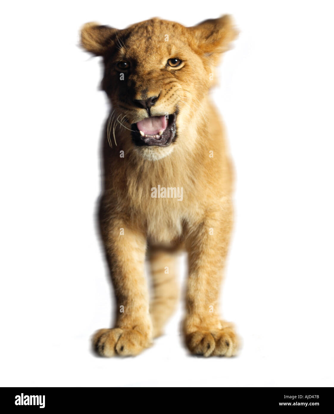 Lion different colour backgrounds available Stock Photo - Alamy