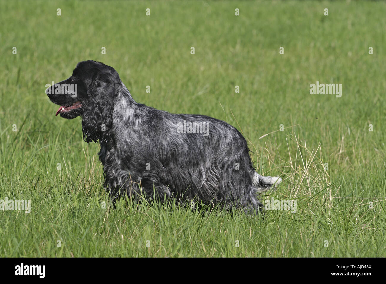 Old english cocker spaniel hi-res stock photography and images - Alamy