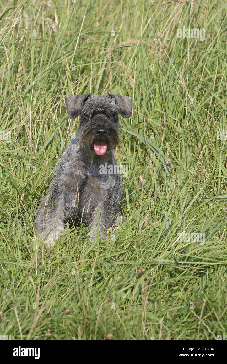Front view miniature schnauzer sitting hi-res stock photography and ...