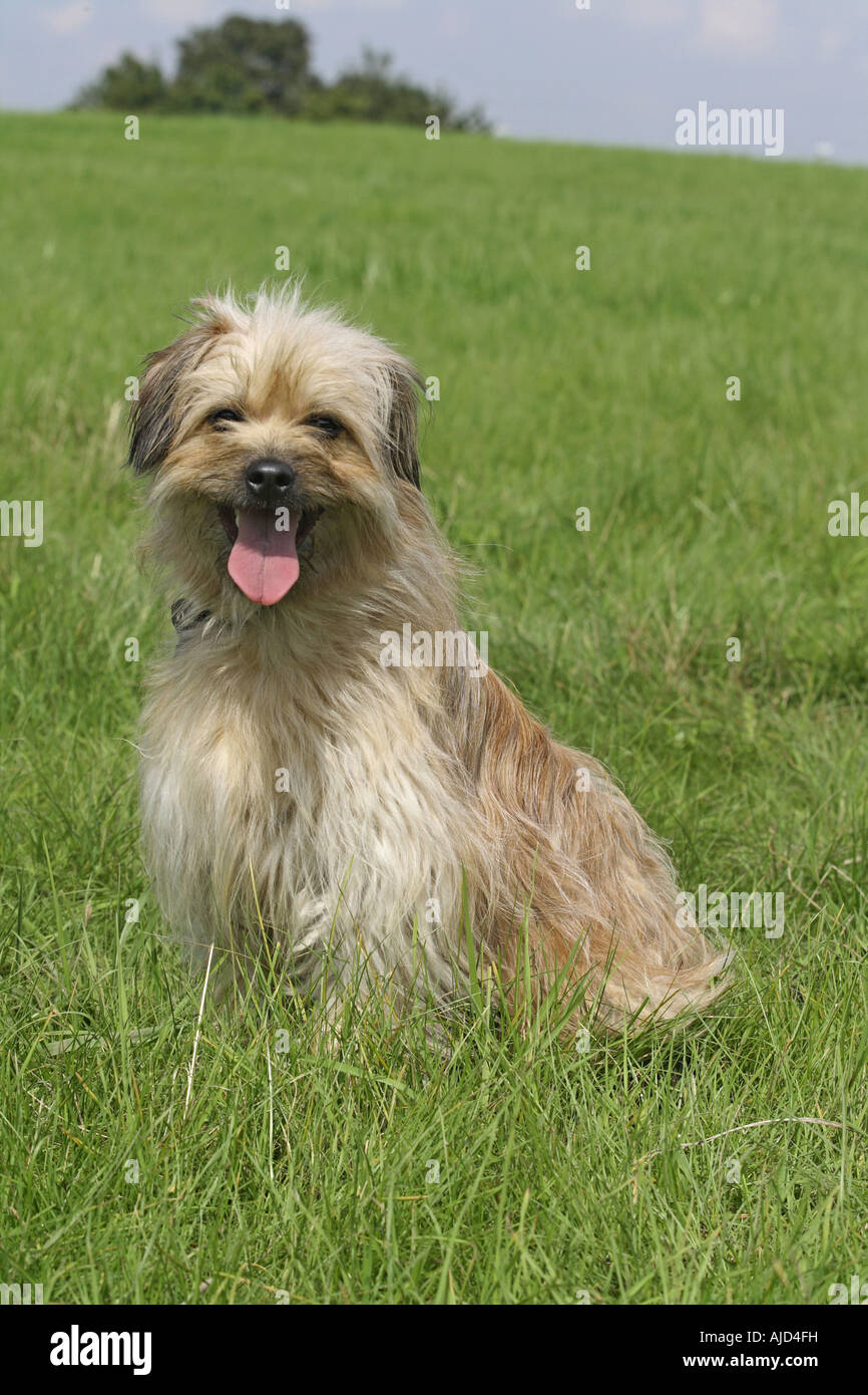 Long-haired Pyrenean Sheepdog (Canis lupus f. familiaris), sitting in a ...
