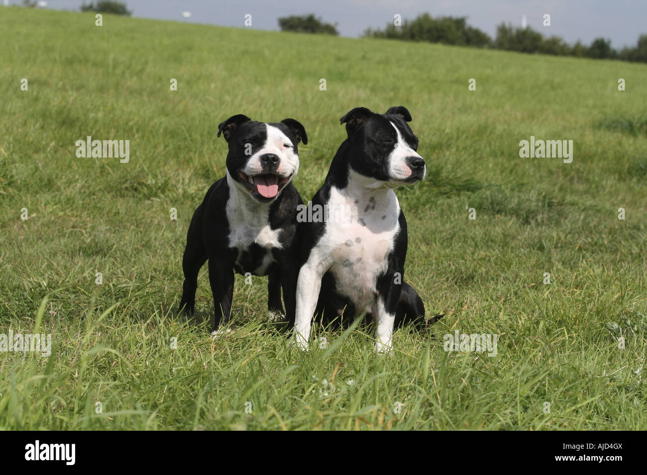 Side view bull terrier standing hi-res stock photography and images - Alamy