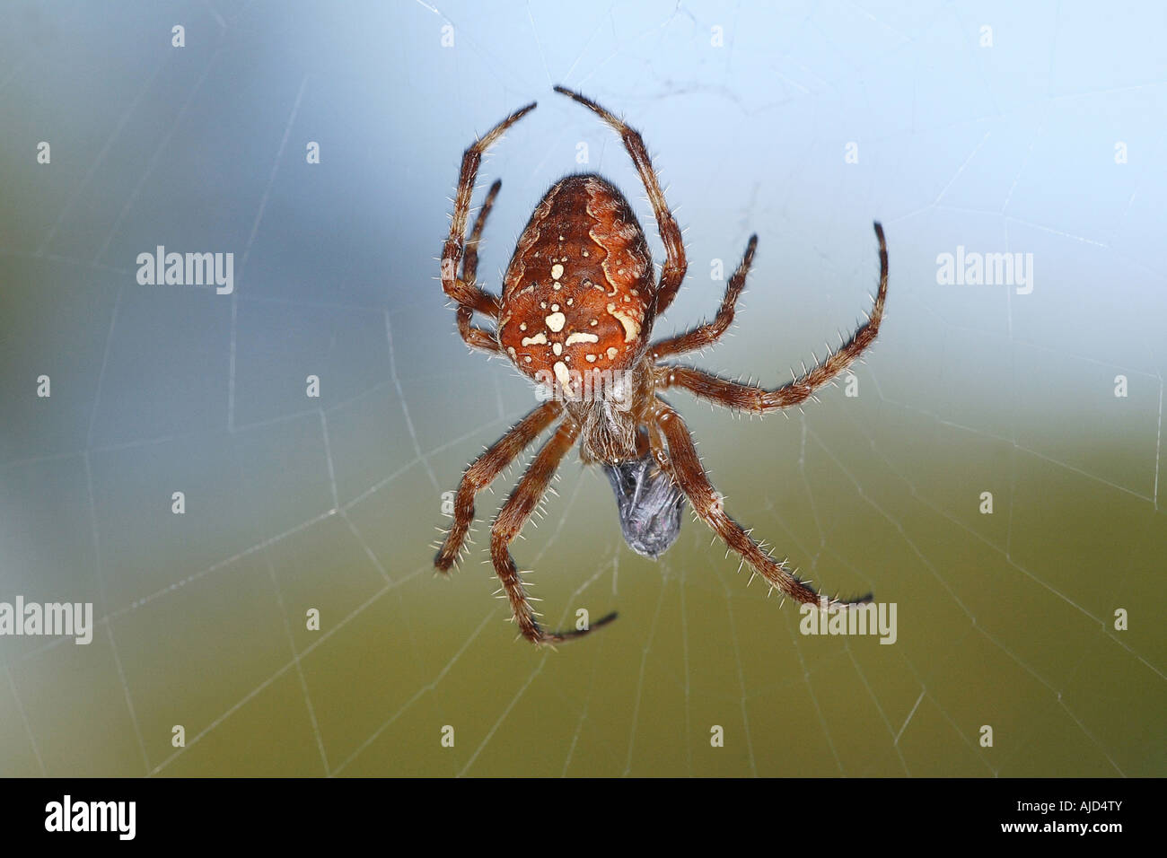 cross orbweaver, European garden spider, cross spider (Araneus ...