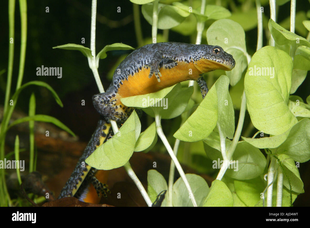 alpine newt (Triturus alpestris), female laying eggs, Germany, North ...