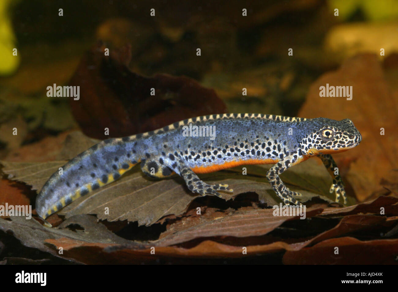 alpine newt (Triturus alpestris), male, Germany, North Rhine-Westphalia ...