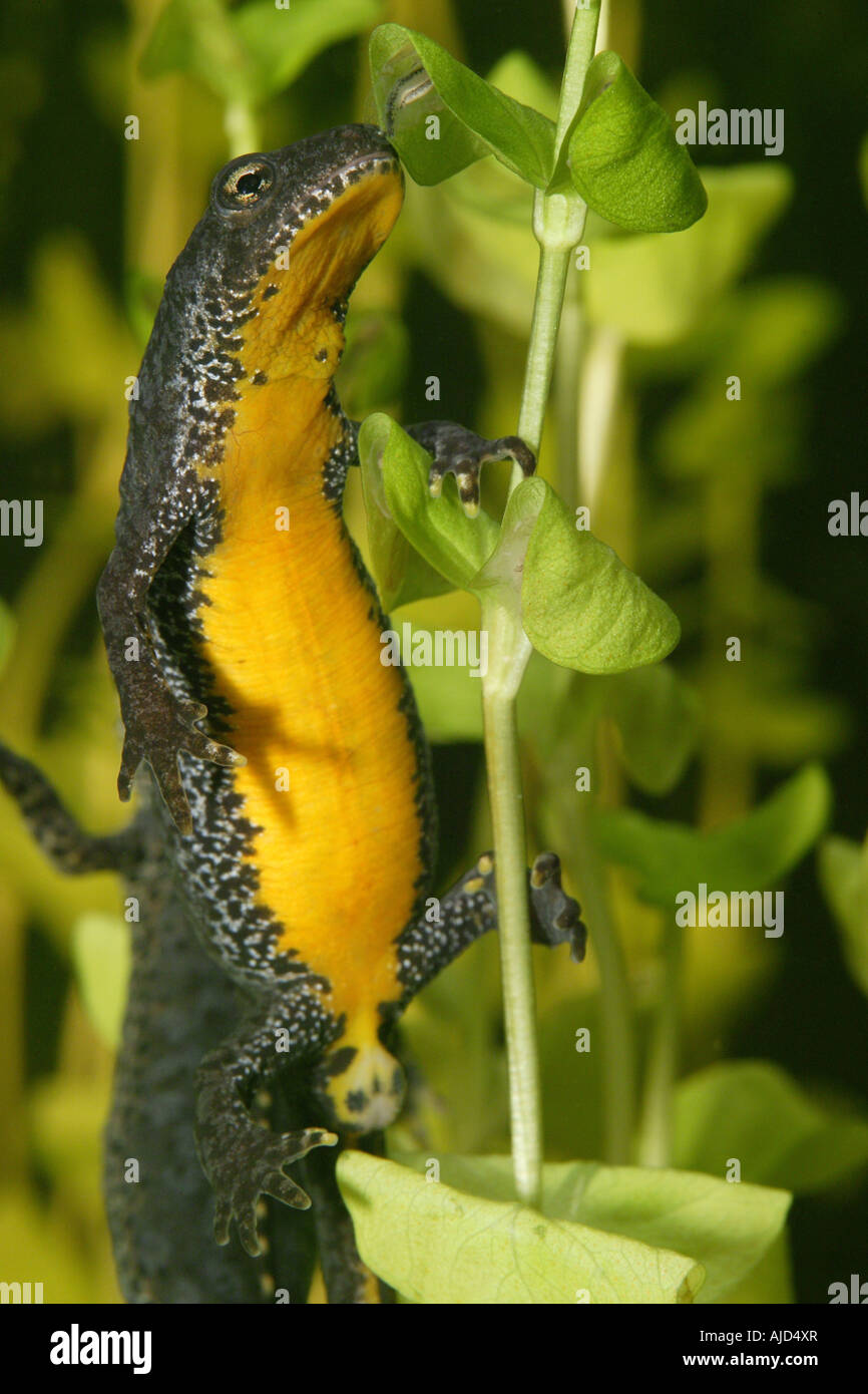 alpine newt (Triturus alpestris), female eating eggs, Germany, North ...