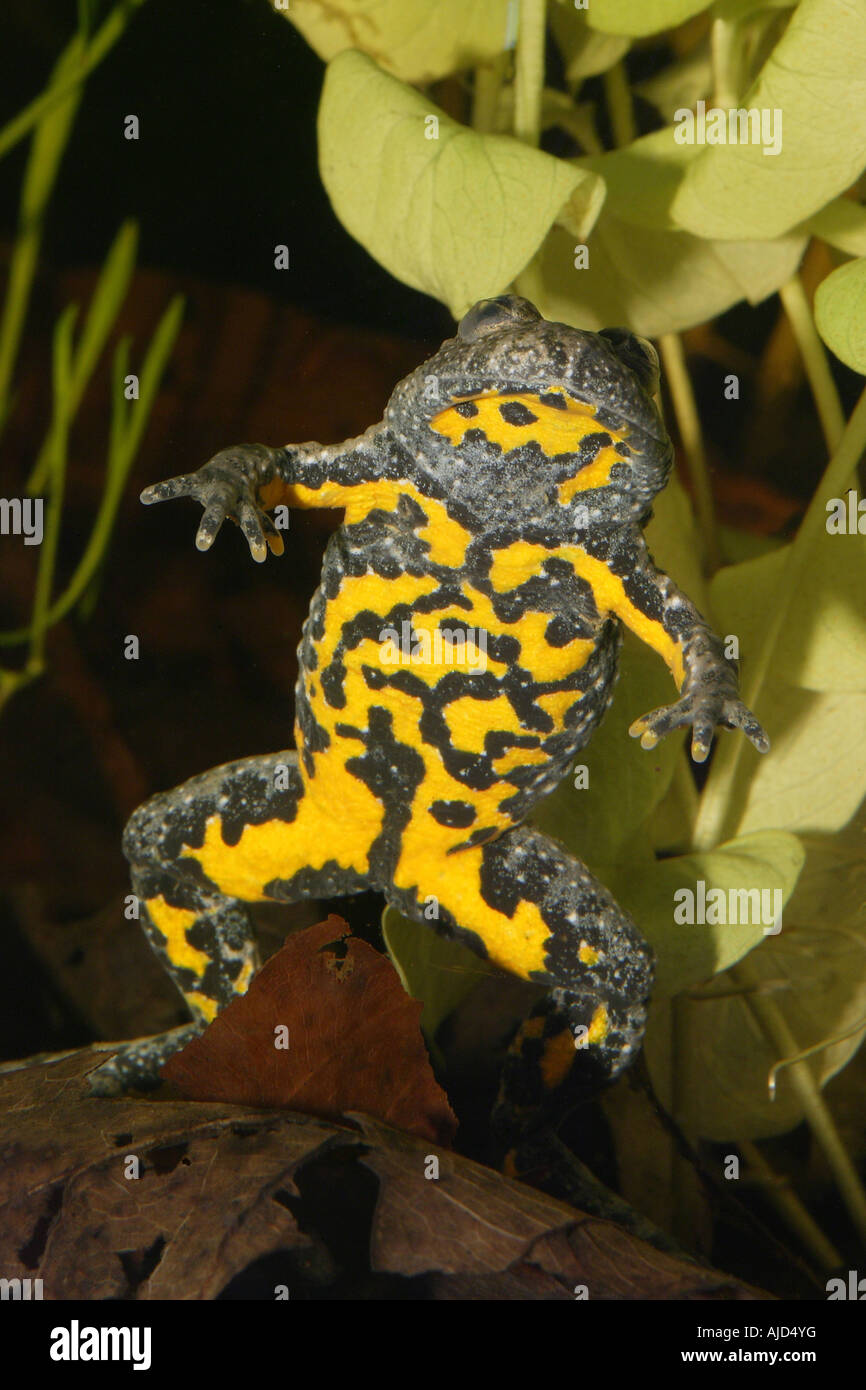 yellow-bellied toad, yellowbelly toad, variegated fire-toad (Bombina ...