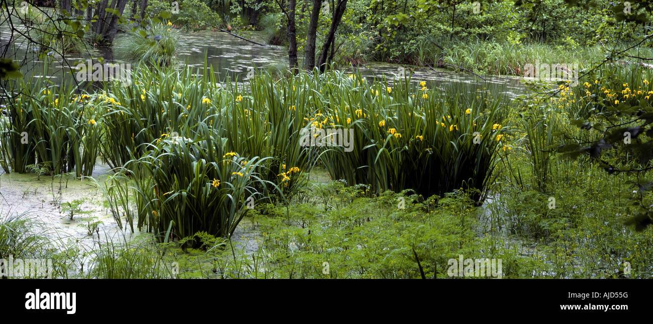yellow iris, yellow flag (Iris pseudacorus), yellow iris in swamp ...