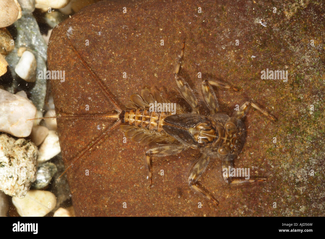 mayfly (Baetis spec.), on pebble, Germany, Bavaria, Staffelseeache ...