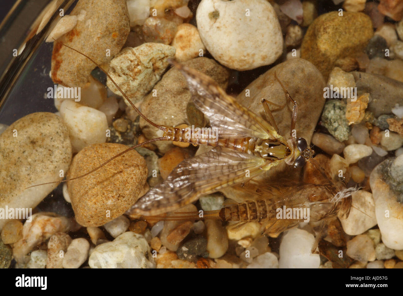 mayfly (Ecdyonurus spec.), hatched imago with exuvia, Germany, Bavaria ...